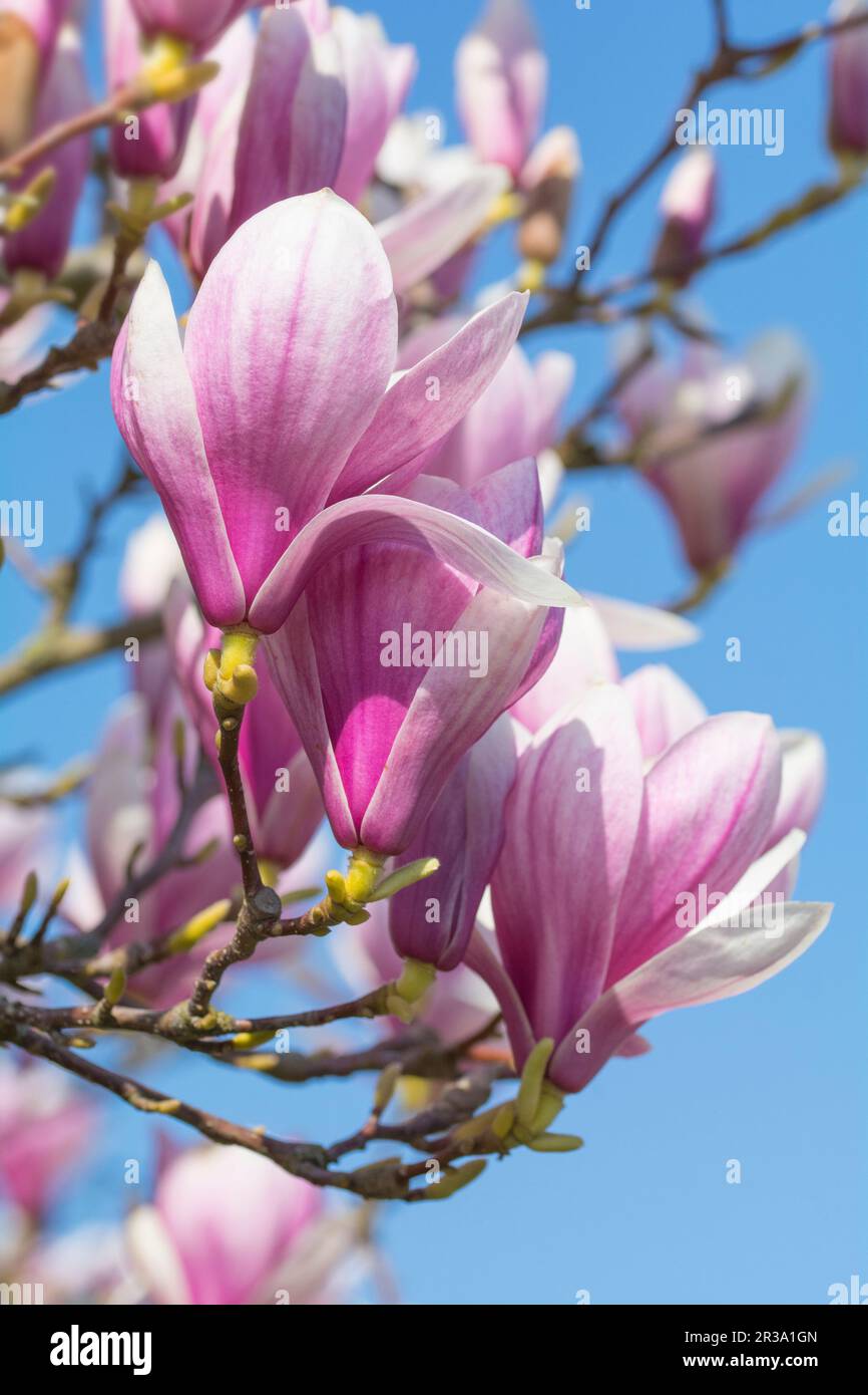 Magnolia blossoms in front of blue sky hi-res stock photography and ...