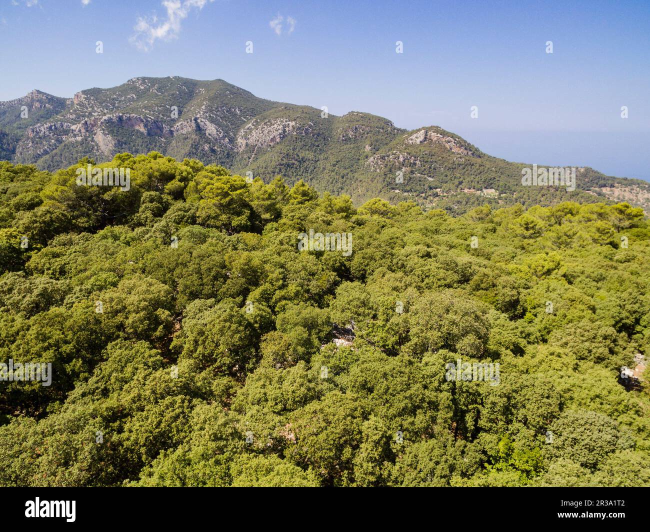 bosque de Son Ferrà y mola de Planícia 932 m., Quercus ilex, Esporles ...