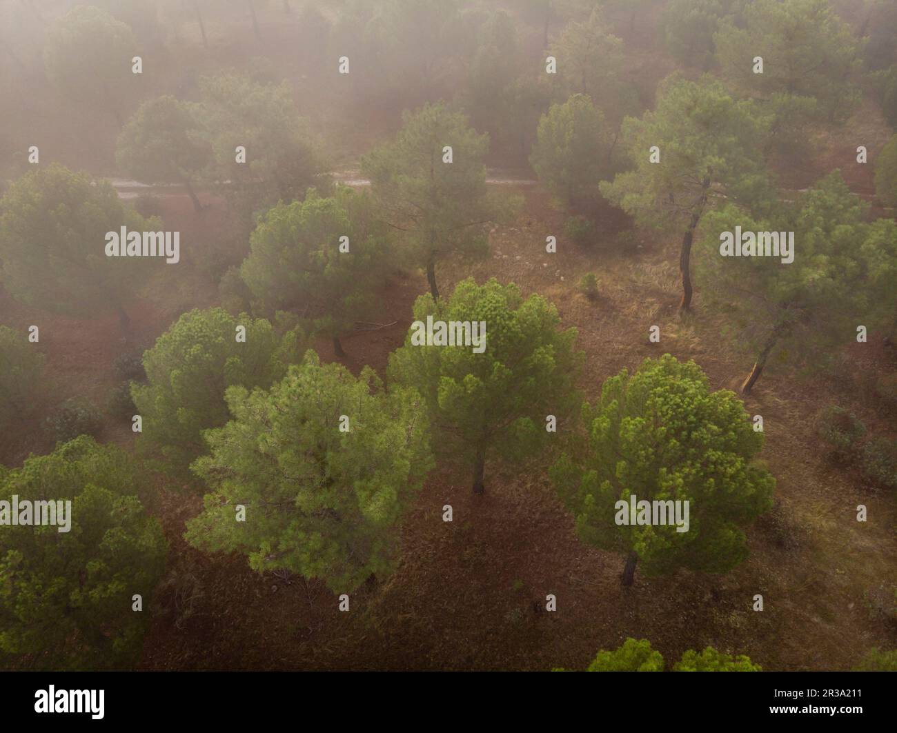 resin extraction in a Pinus pinaster forest, Montes de Coca, Segovia ...