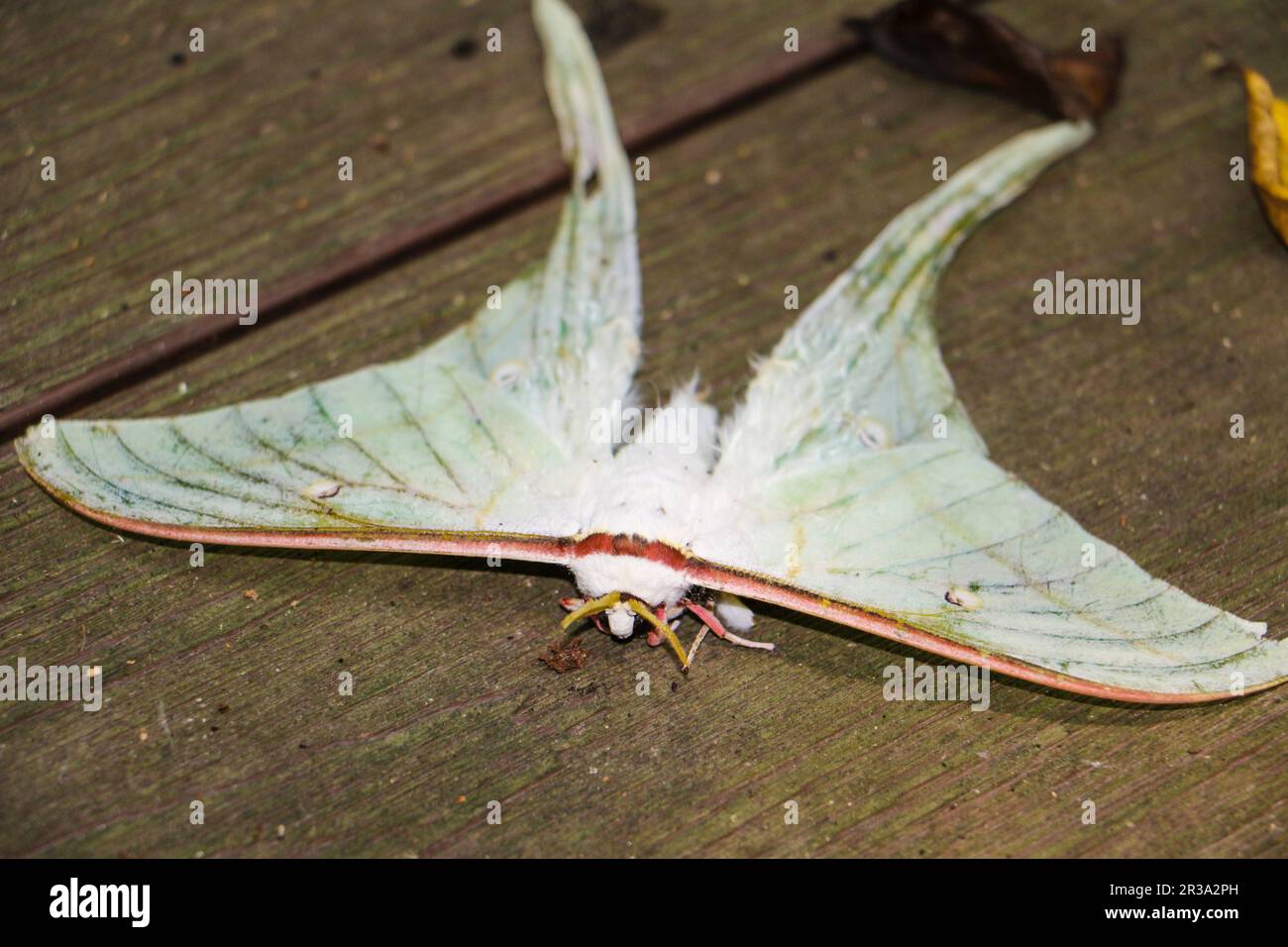 Hainan sanya island island tropical rainforest animals hi-res stock photography and images - Alamy