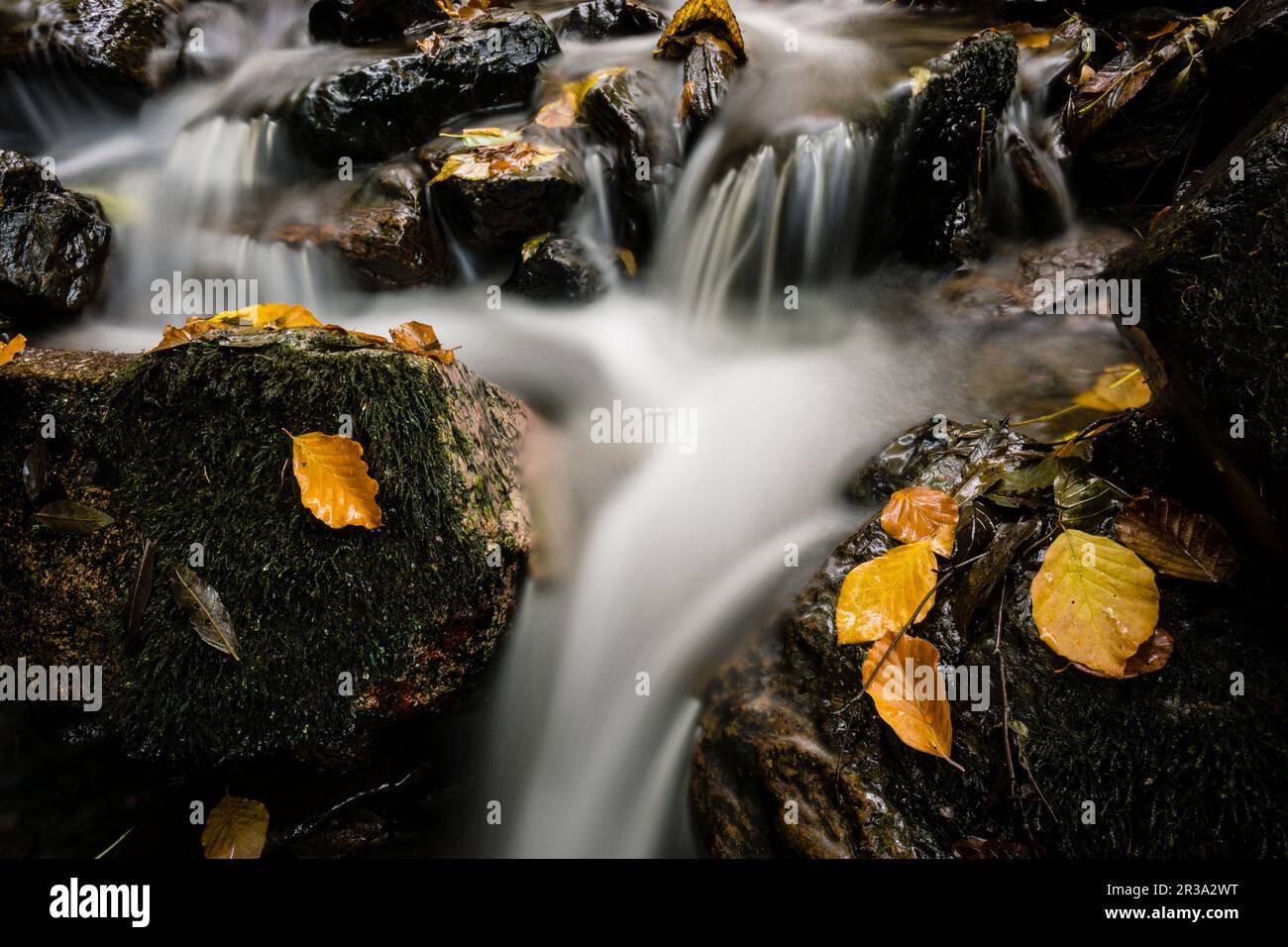 rio de Crlac, bosque de Carlac, - hayedo de Carlac-, Bausen, valle de ...