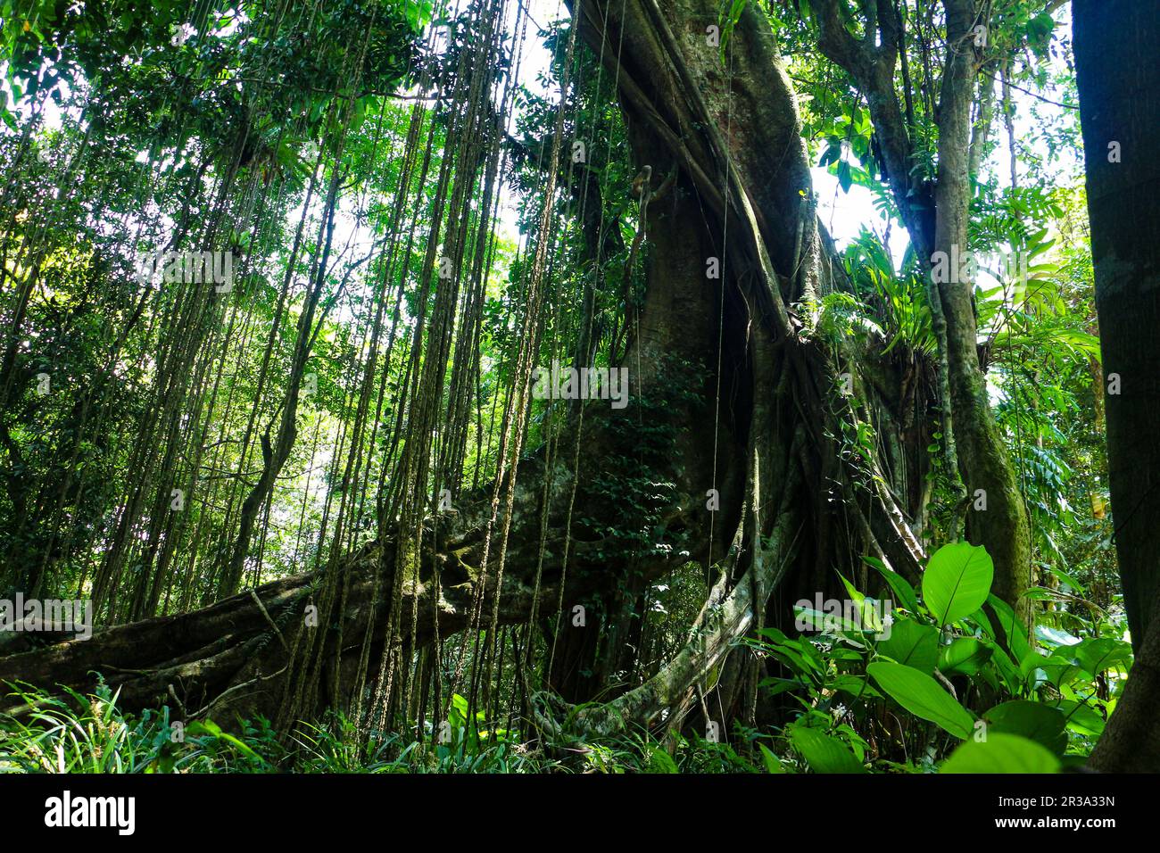 Tropical vines hi-res stock photography and images - Alamy