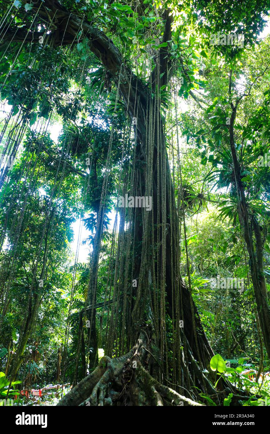 Tropical vines hi-res stock photography and images - Alamy