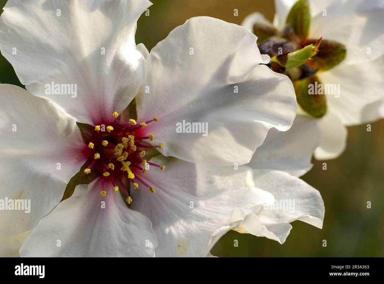 Campos flores hi-res stock photography and images - Alamy