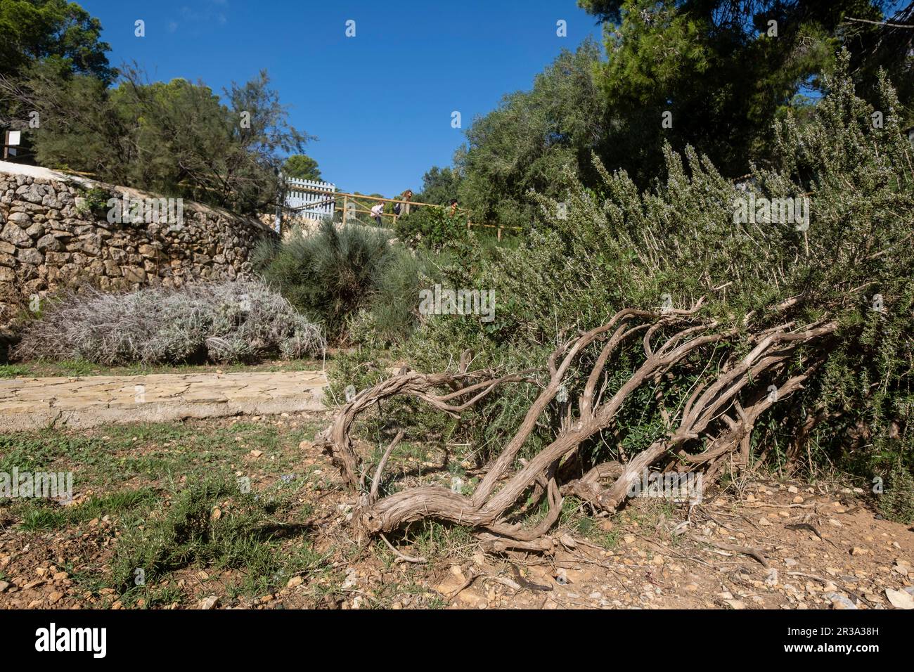 Mediterranean garden of native plants, Sa Dragonera natural park ...