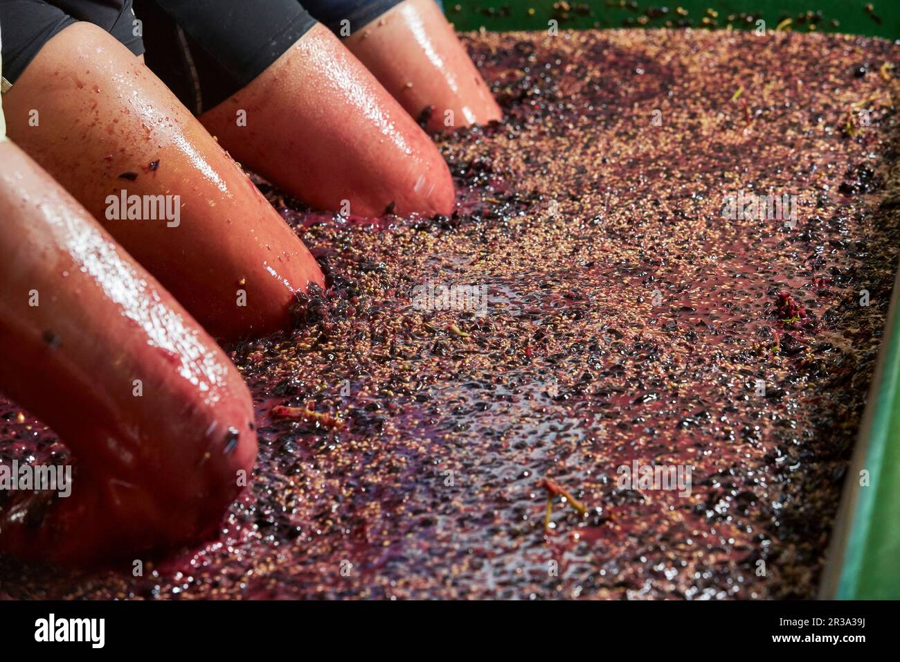Grapes being crushed in a wine cellar Stock Photo - Alamy