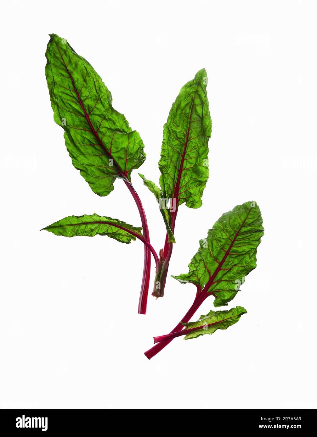 Beetroot with stalk and leaves hi-res stock photography and images - Alamy