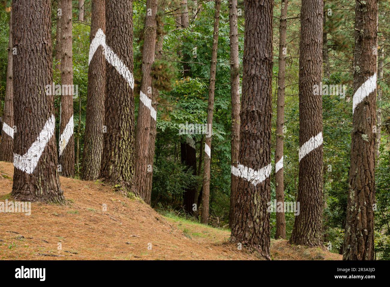 El juego del bosque hi-res stock photography and images - Alamy