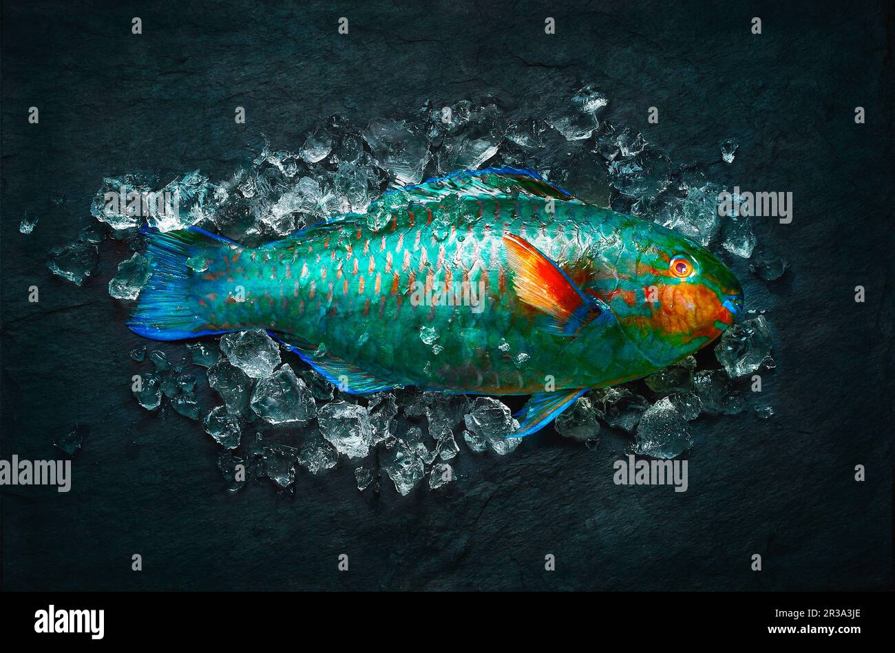 Colourful parrot fish on ice Stock Photo - Alamy