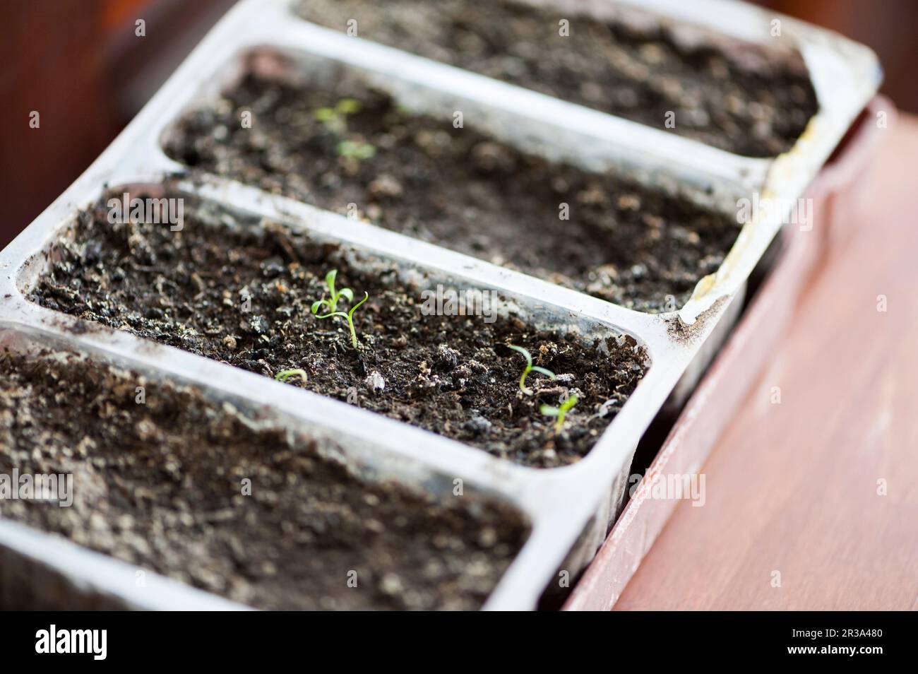 Chilli pepper seedlings hi-res stock photography and images - Alamy