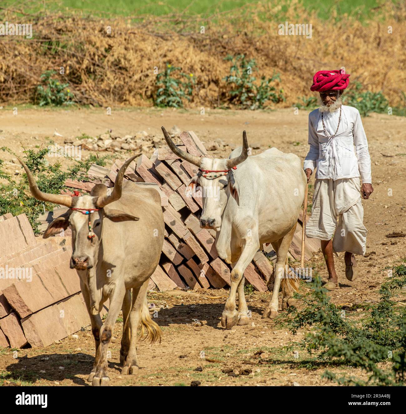 Elderly man of the Rabari ethnic group in national dress is walking ...