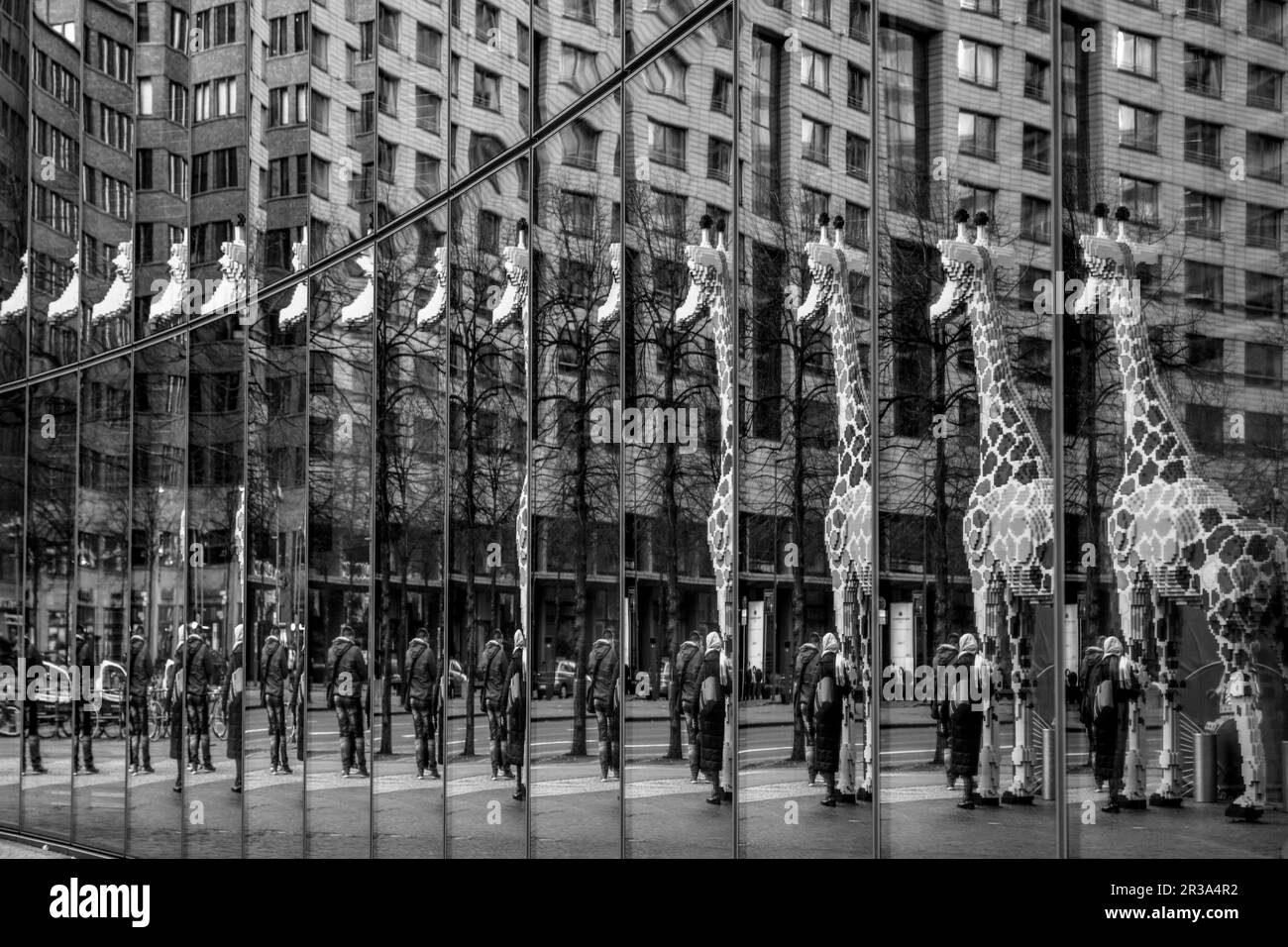 Giraffe about town Black and White Stock Photos & Images - Alamy