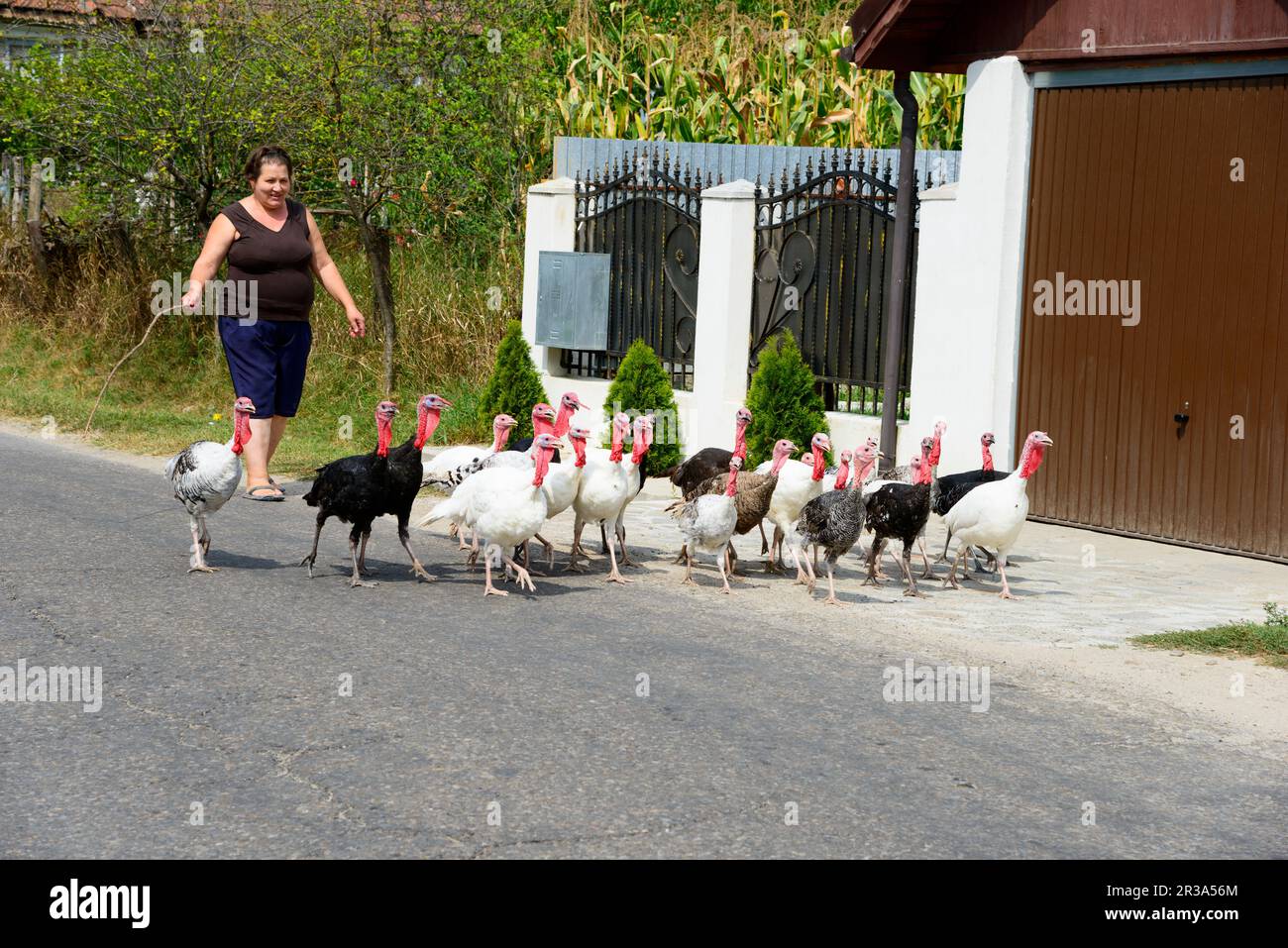 Turkey home hi-res stock photography and images - Alamy