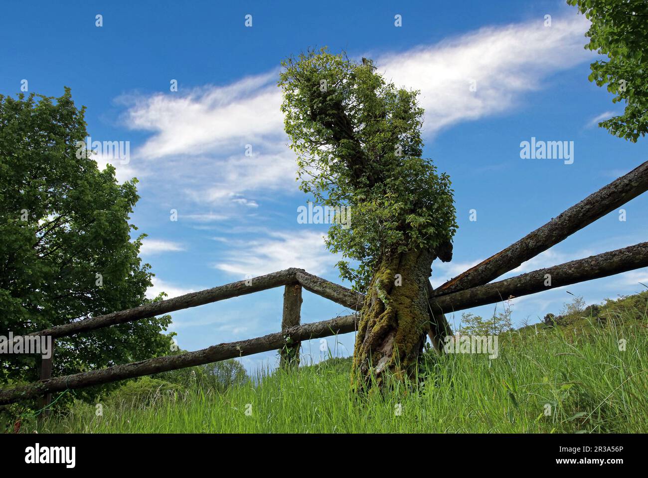 Patterned tree with fence Stock Photo - Alamy