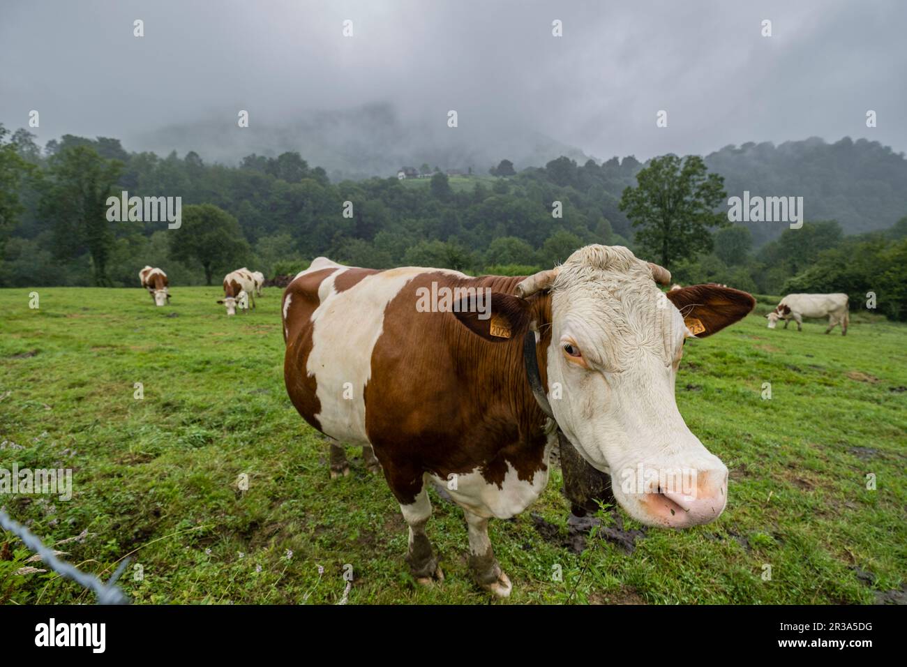 Leche de res hi-res stock photography and images - Alamy