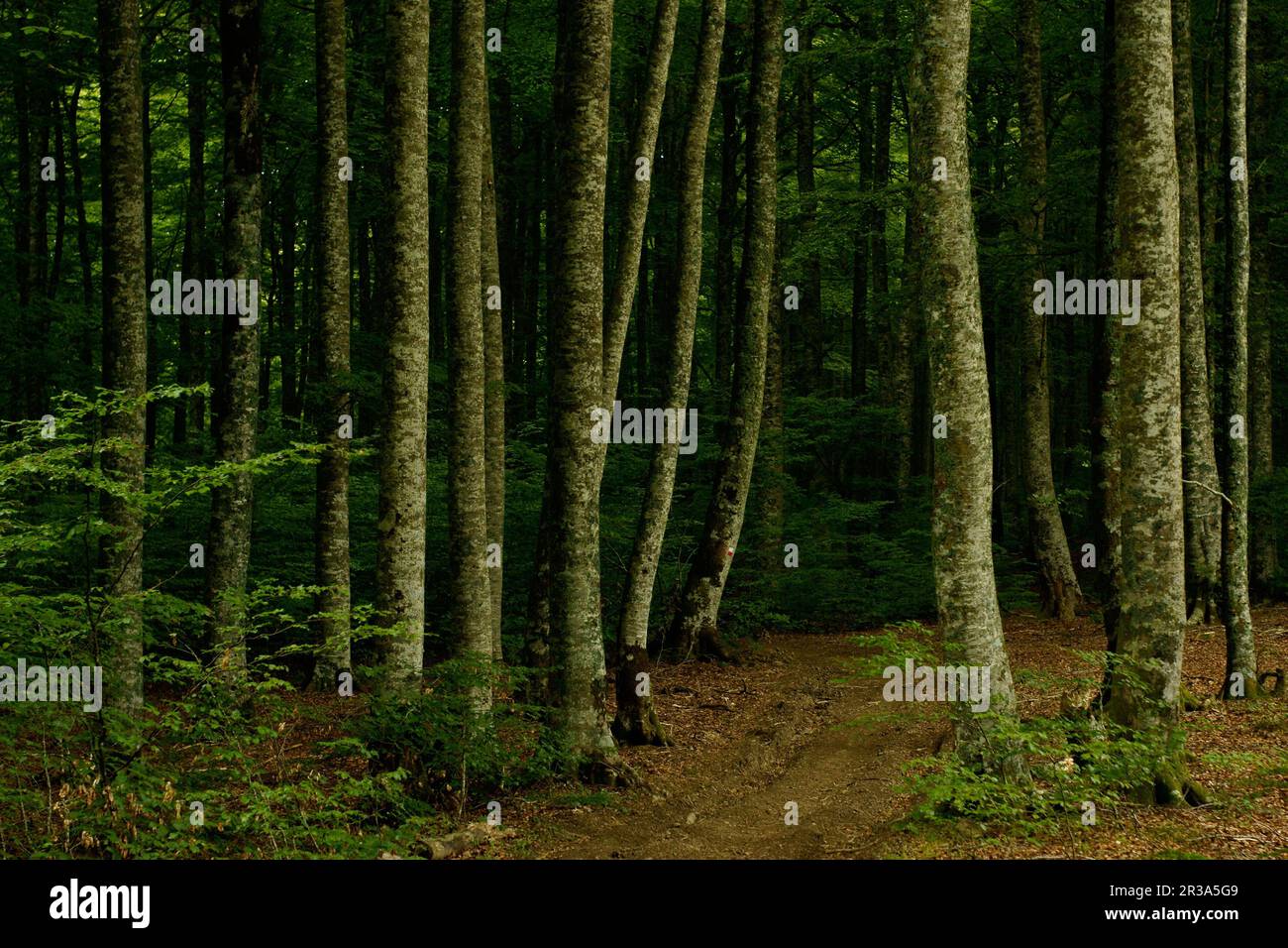 Haya (fagus sylvatica). Bosque de Oiarburu. Auritz. Gran recorrido 11 ...