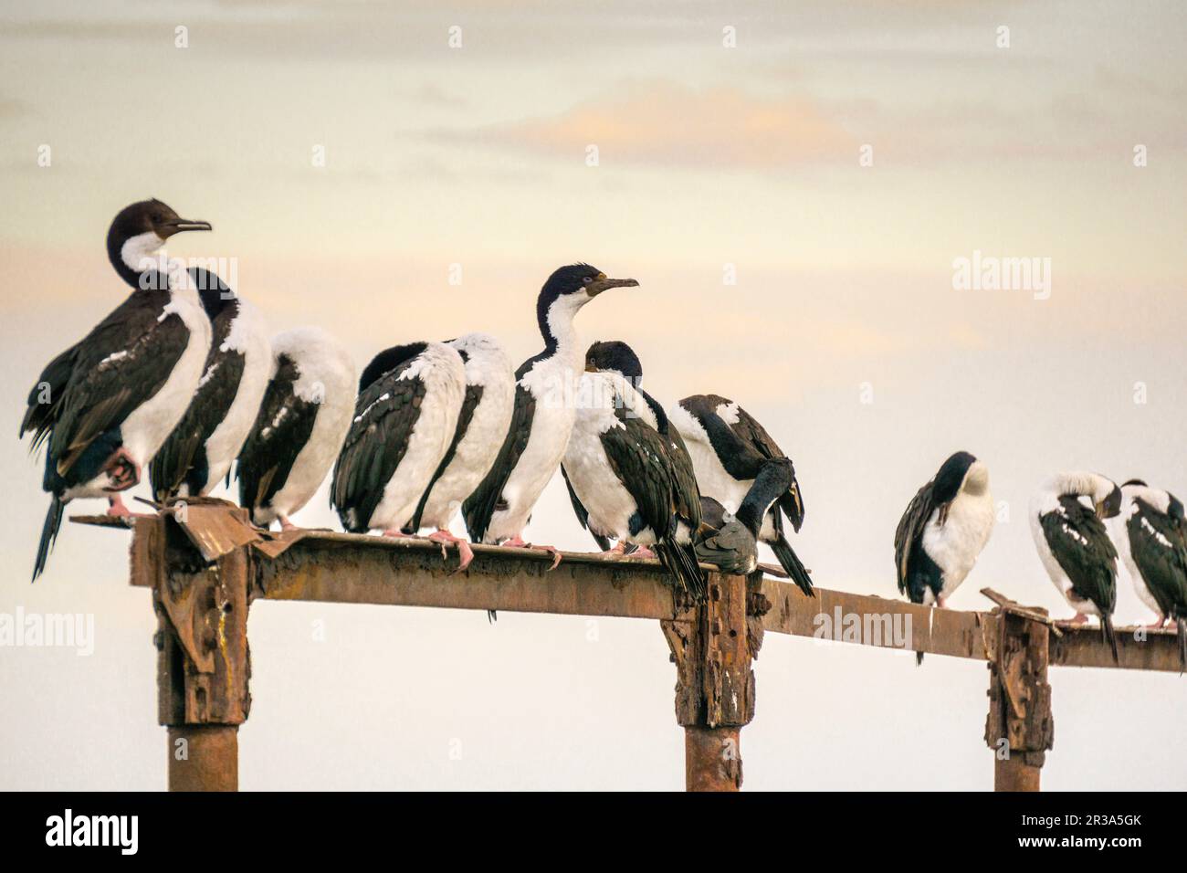 cormorants in the Costanera, Punta Arenas -Sandy Point-, Patagonia ...