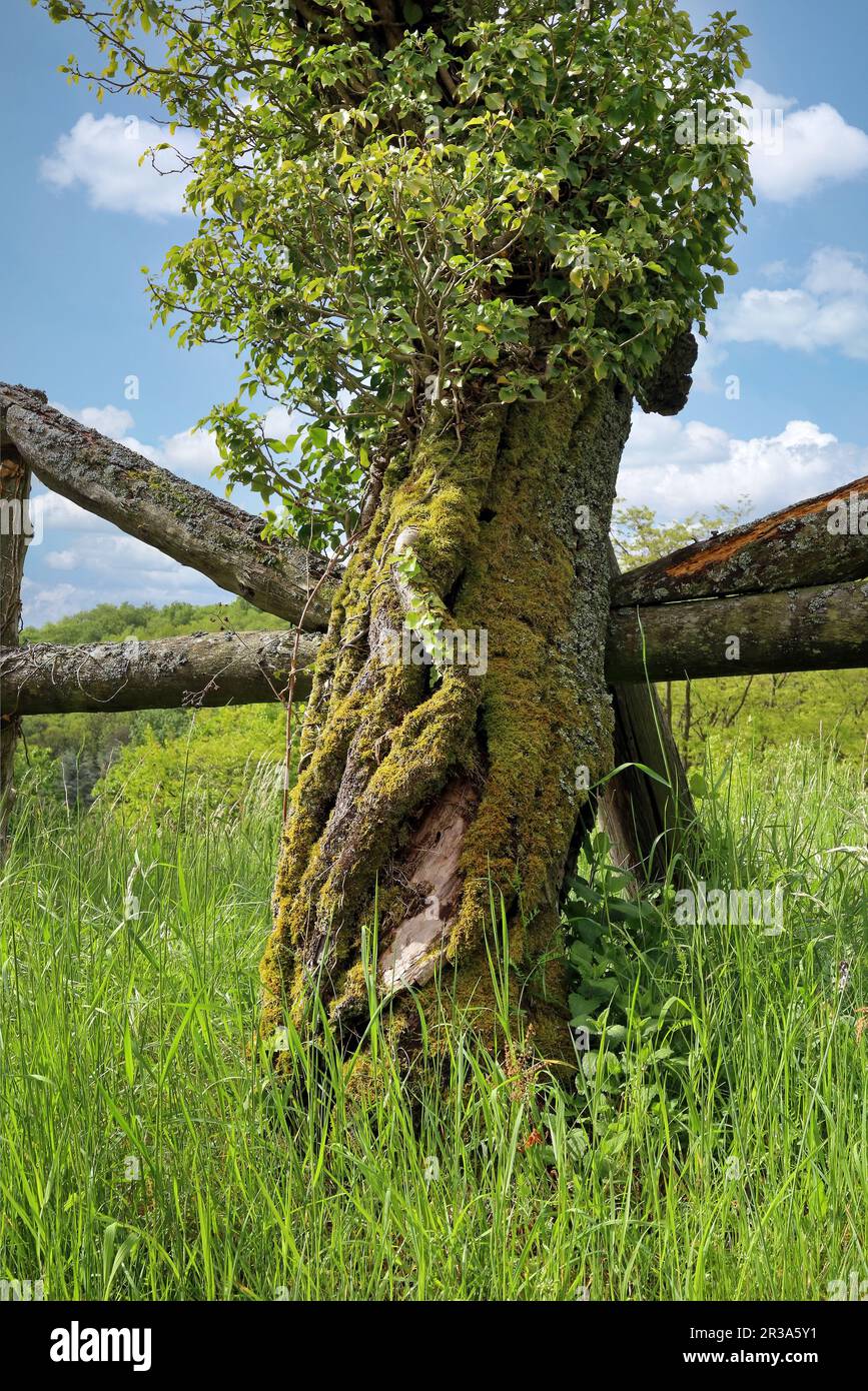 Tree trunk fence hi-res stock photography and images - Alamy