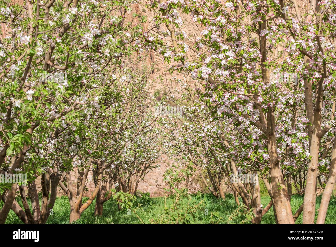 apple trees in bloom, Ait Said, MGoun trek, Bougames valley, Atlas ...