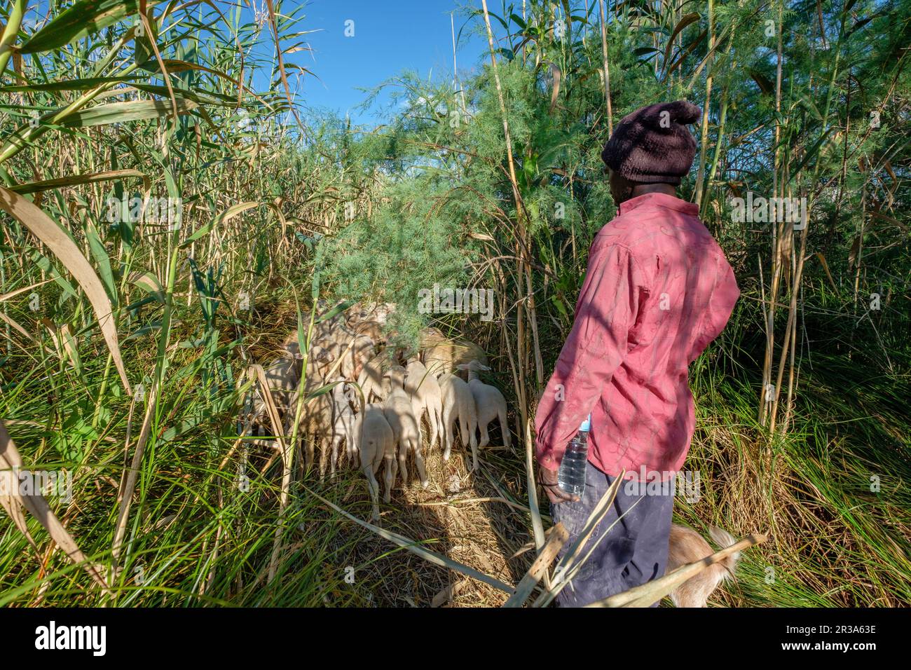 Reserva natural de ovejas hi-res stock photography and images - Alamy
