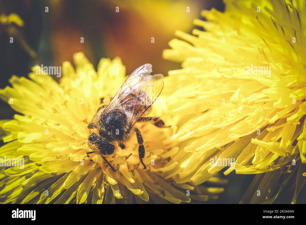 Bee on yellow flower Stock Photo - Alamy