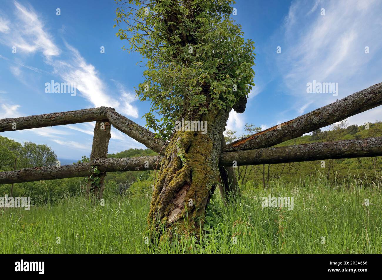 Tree trunk fence hi-res stock photography and images - Alamy