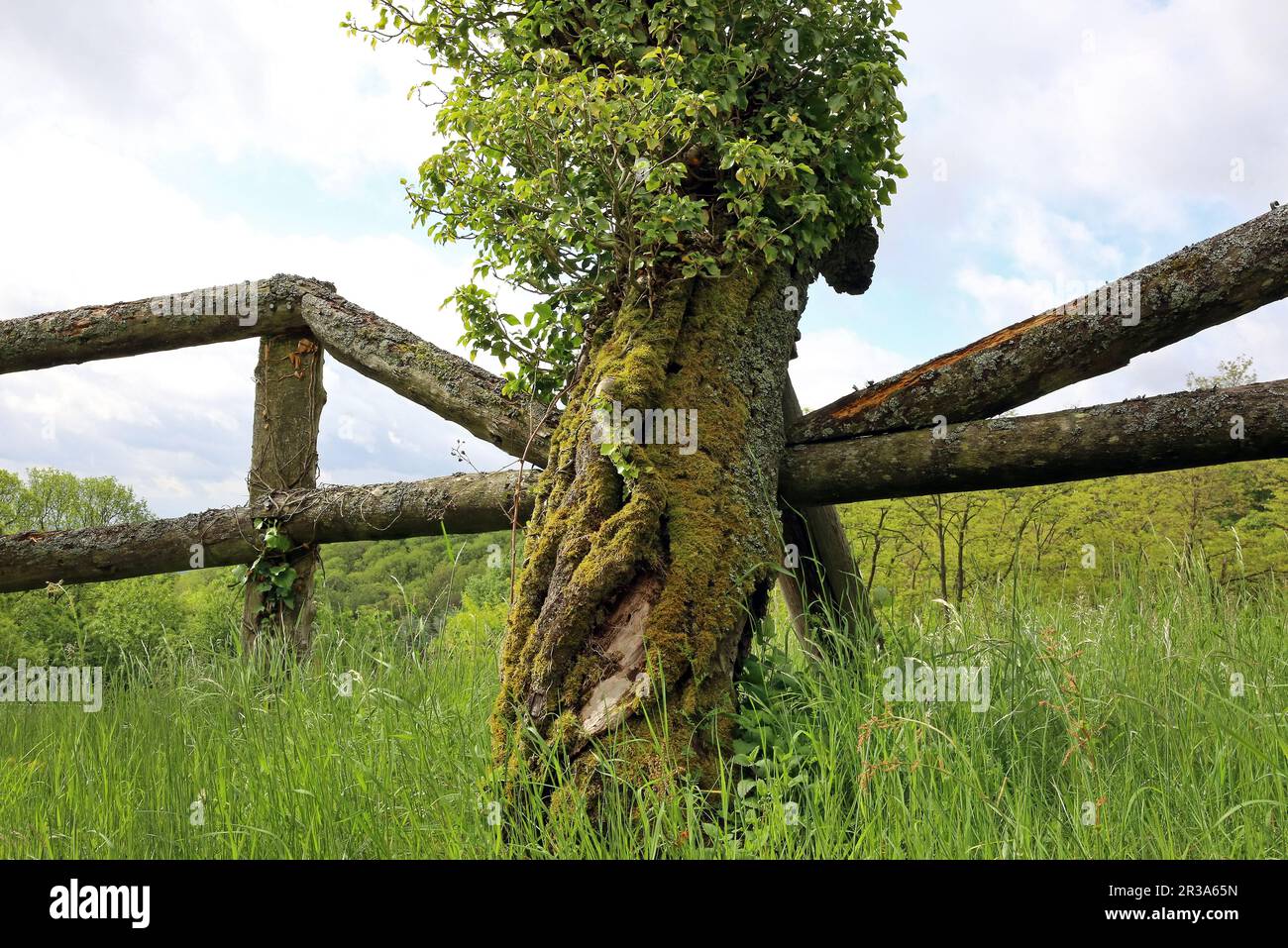 Tree trunk fence hi-res stock photography and images - Alamy
