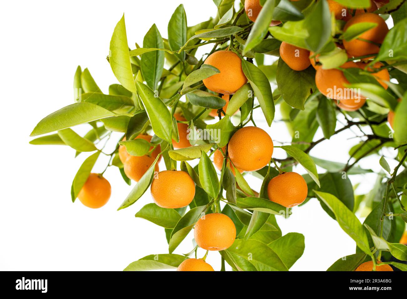 Ripe oranges on a small orange tree Stock Photo - Alamy
