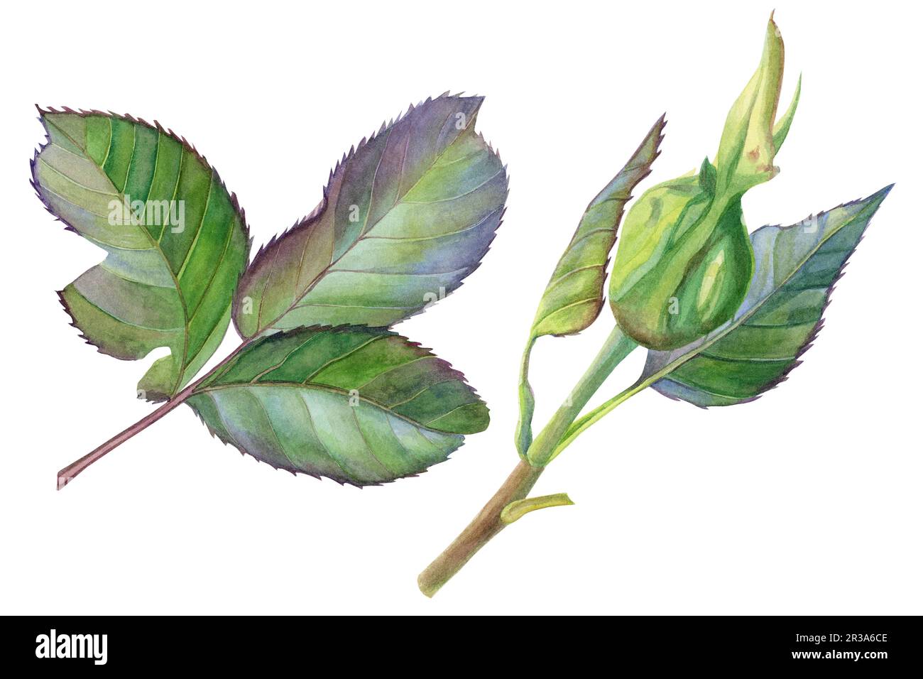 Rosebud and rose leaves. A set of hand-drawn watercolor illustrations ...