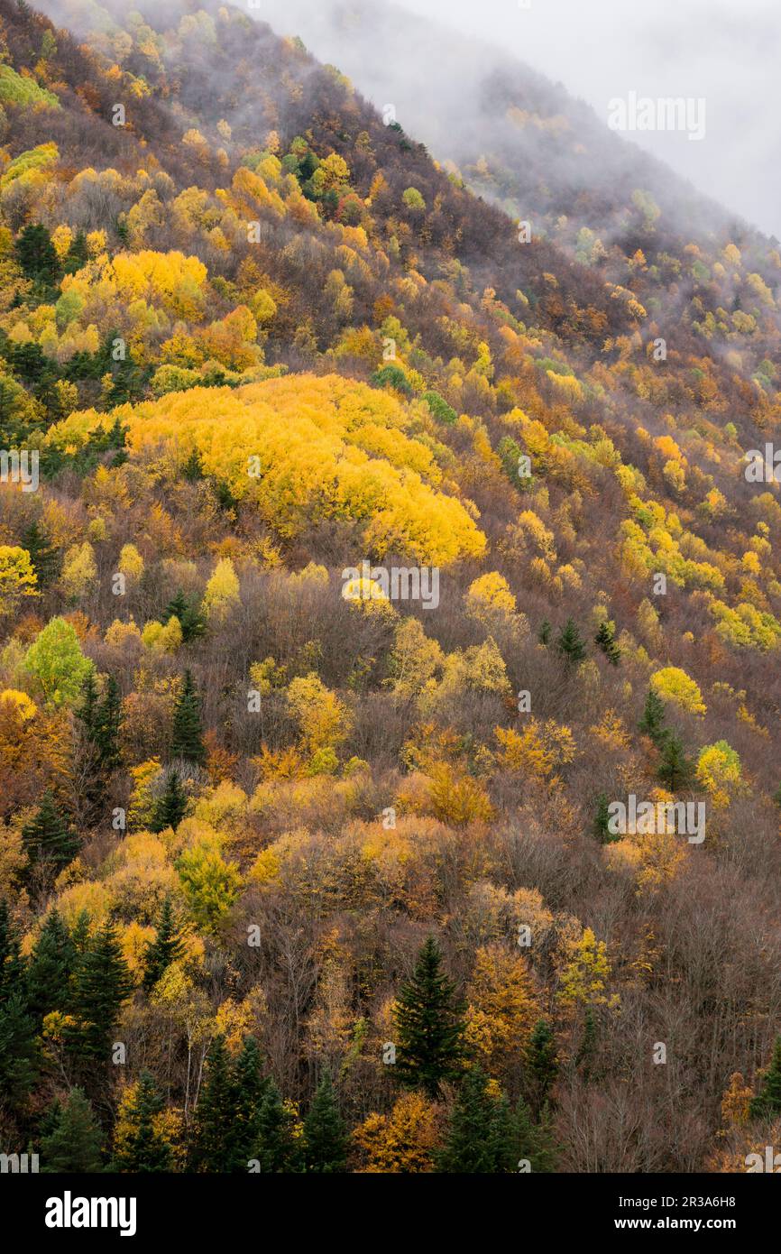 forest of the Pardina del Señor ( la Pardina Ballarín), Fanlo, valley ...
