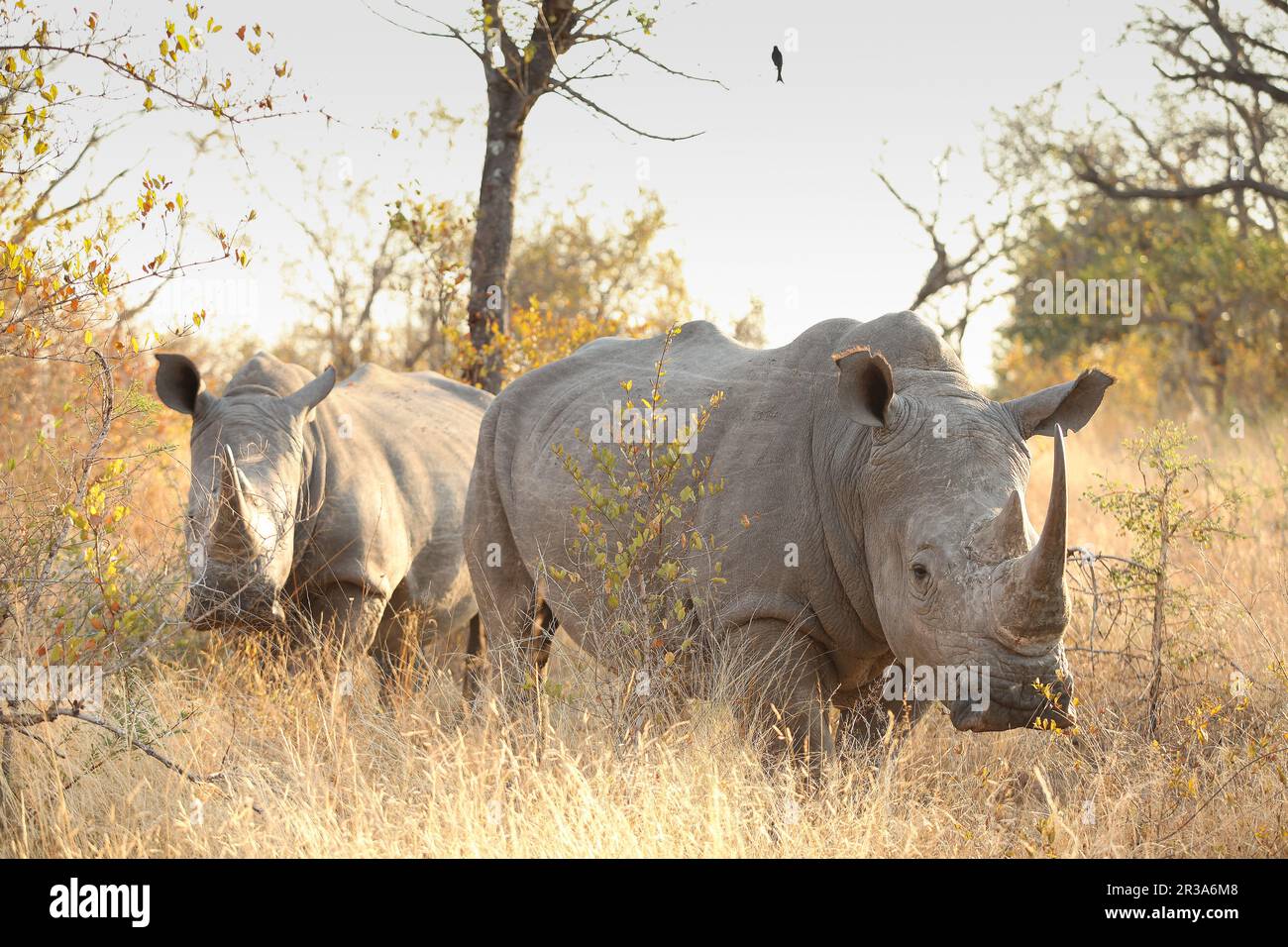 Close up view of an African White Rhino in South African Game Reserve ...