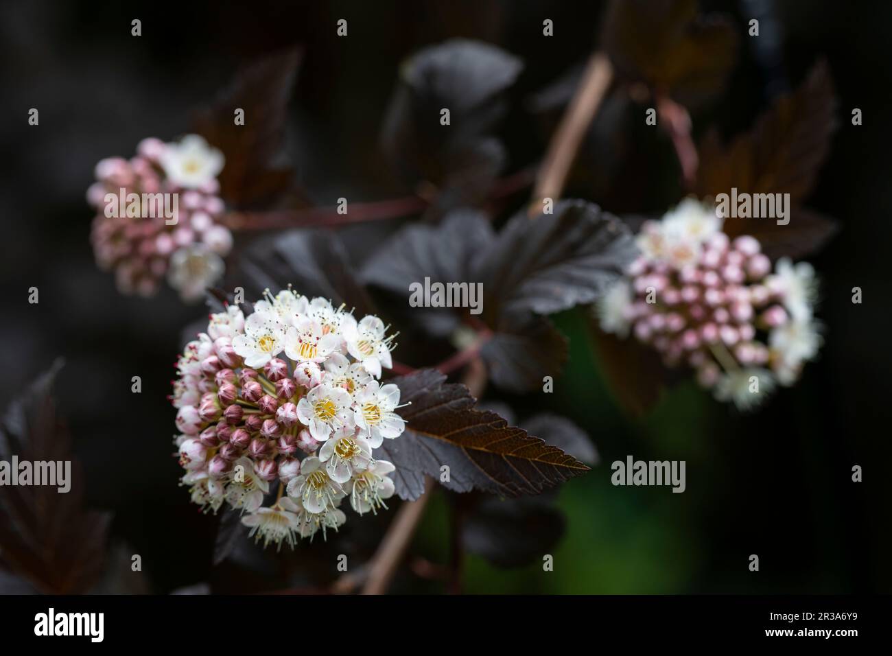 Flowering devil's bush (Physocarpus opulifolius) in the garden Stock ...