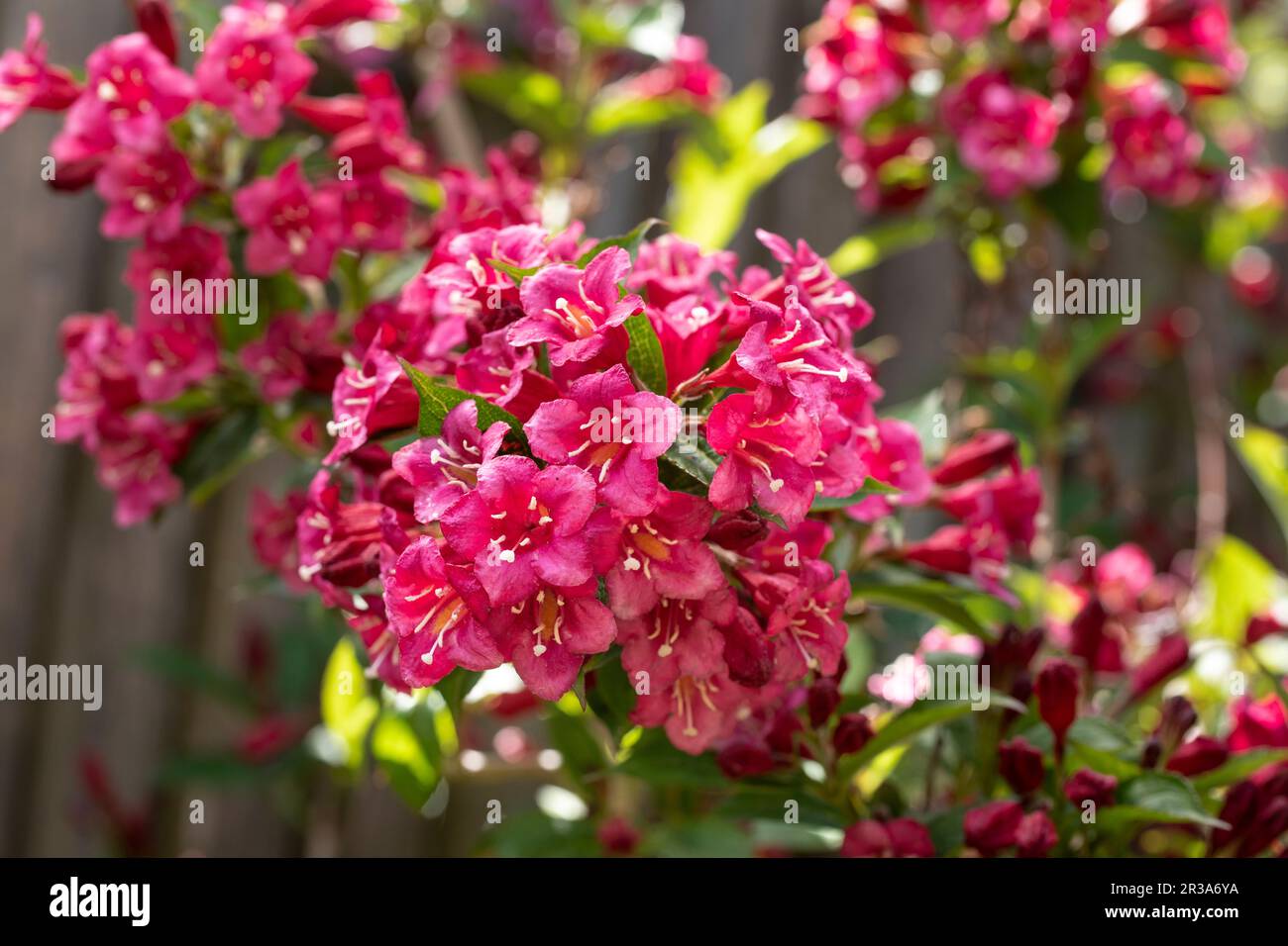 Flowering weigela (Weigela) in the garden Stock Photo - Alamy