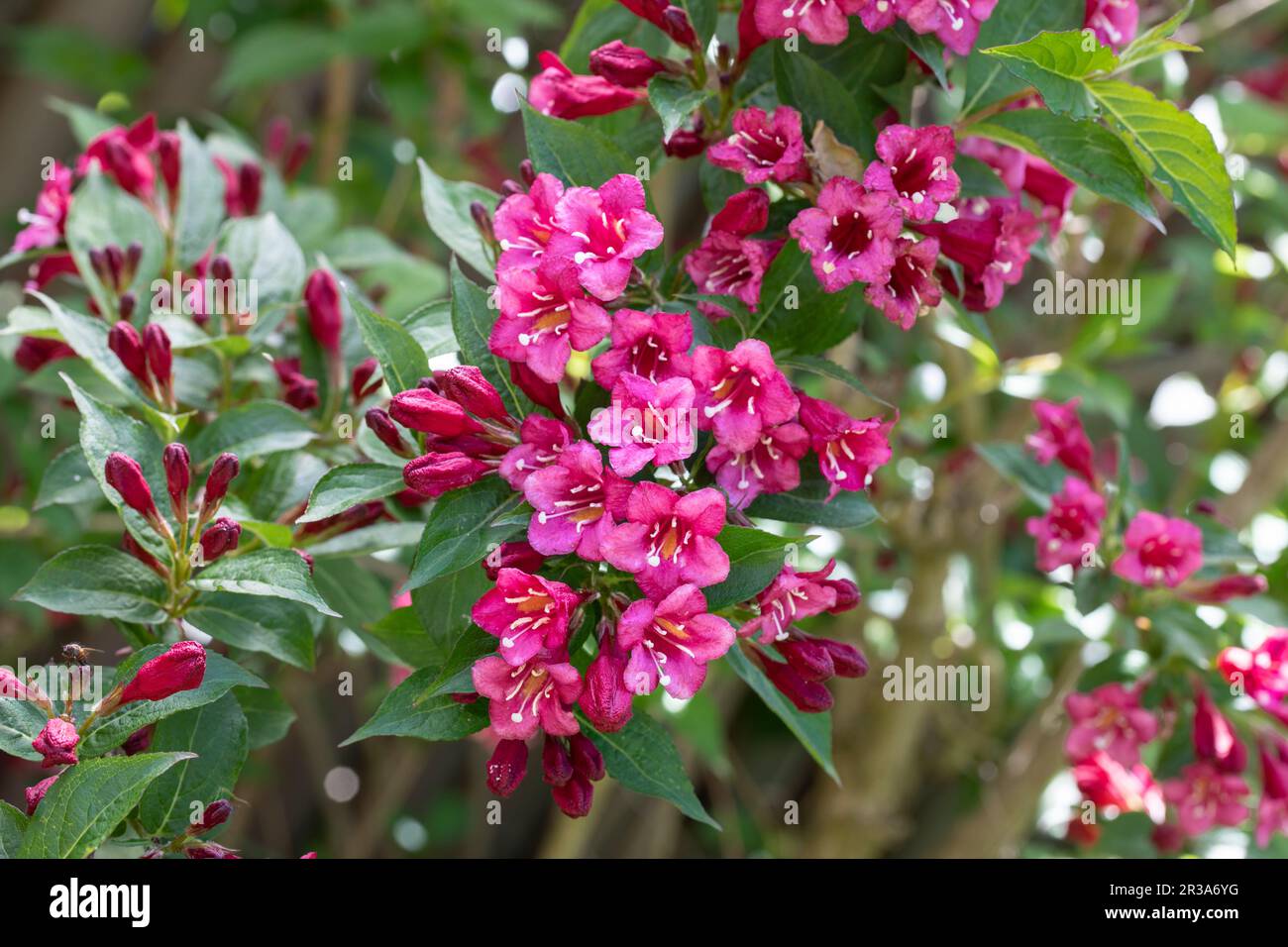 Flowering weigela (Weigela) in the garden Stock Photo - Alamy