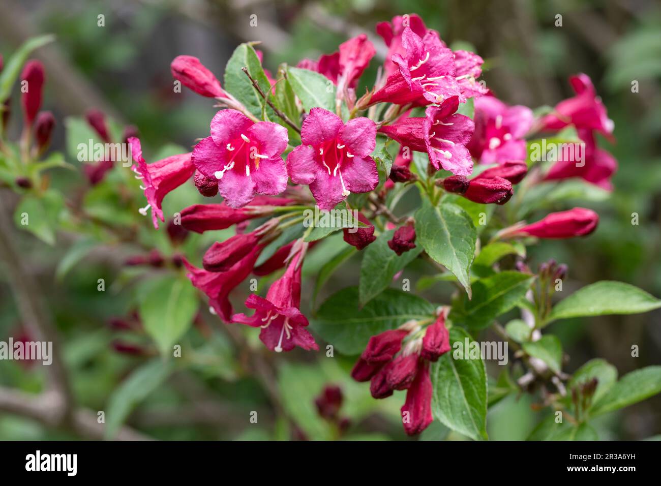 Flowering weigela (Weigela) in the garden Stock Photo - Alamy