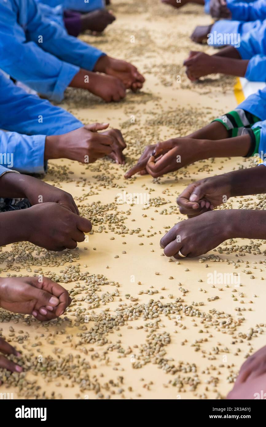 Raw Coffee Bean sorting and processing in a factory Stock Photo - Alamy