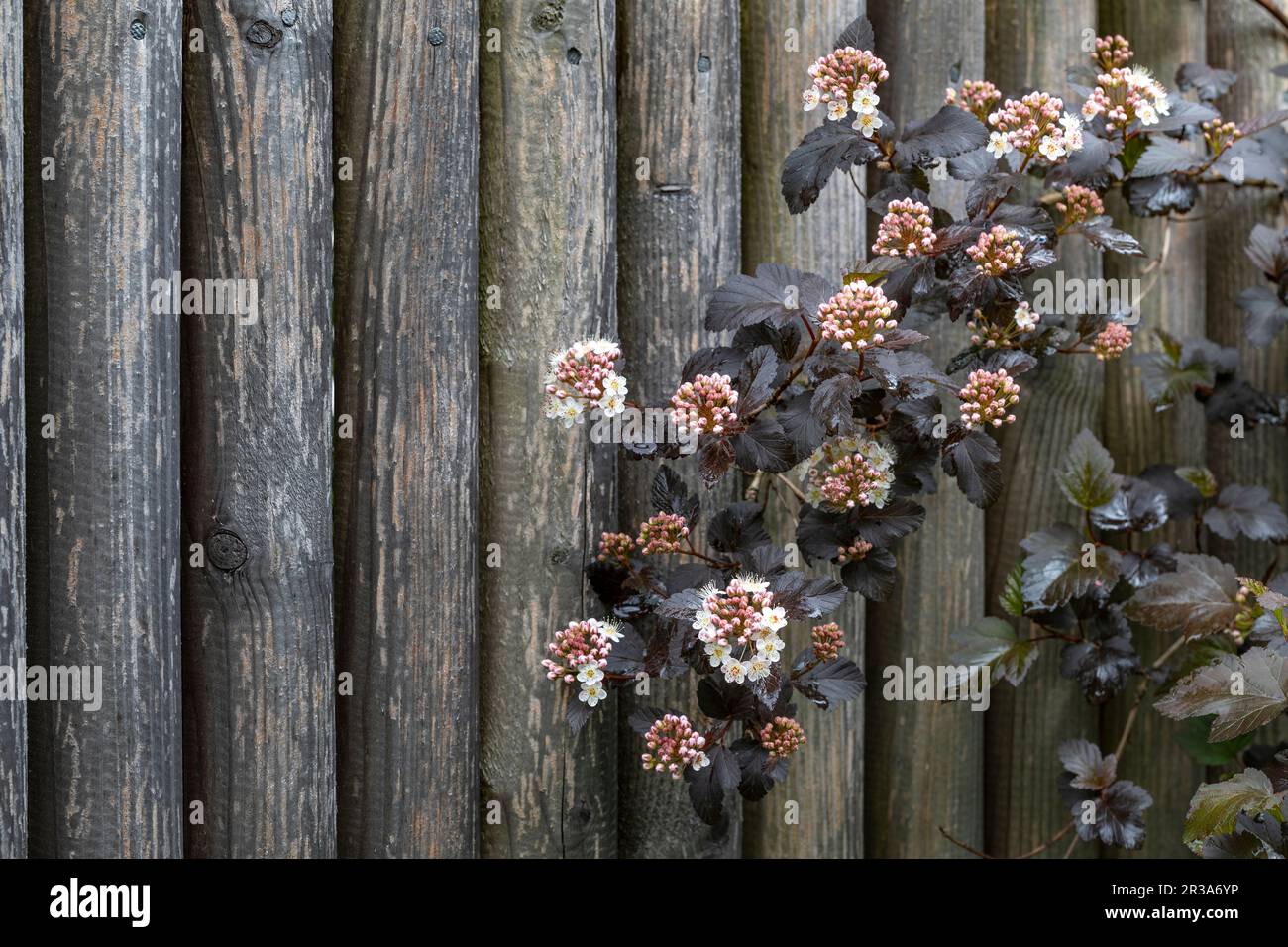 Flowering devil's bush (Physocarpus opulifolius) in front of a wooden ...