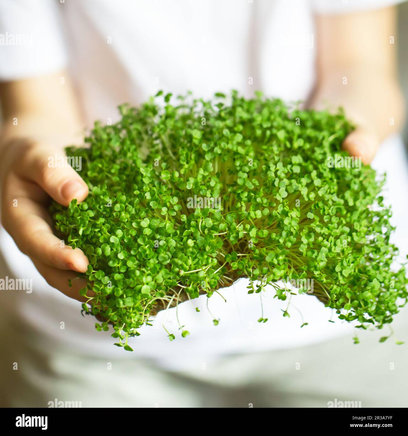 Microgreen sprouts in kids hands Raw sprouts, microgreens, healthy ...