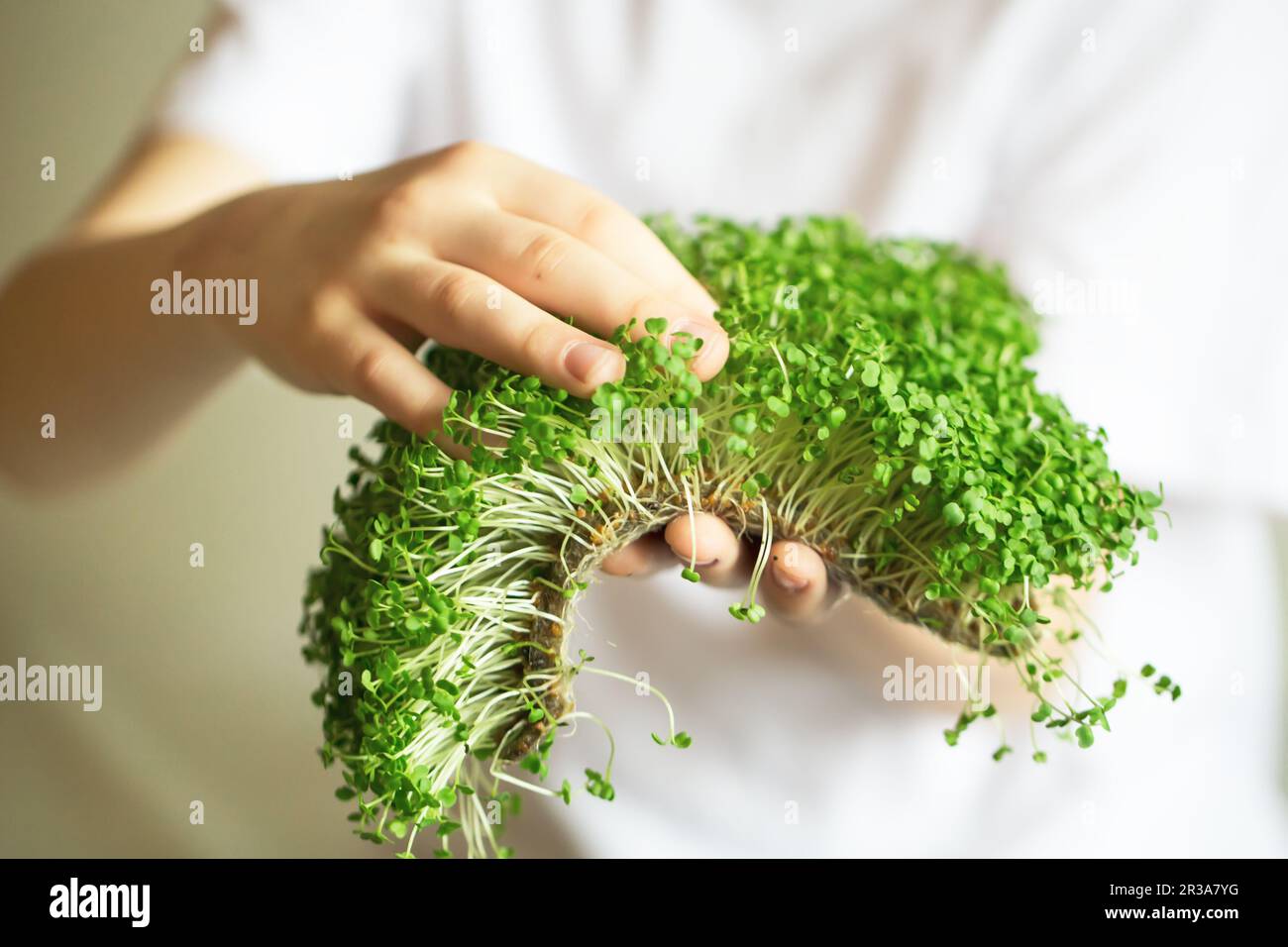 Microgreen sprouts in kids hands Raw sprouts, microgreens, healthy ...