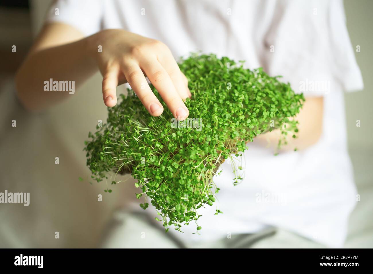 Microgreen sprouts in kids hands Raw sprouts, microgreens, healthy ...