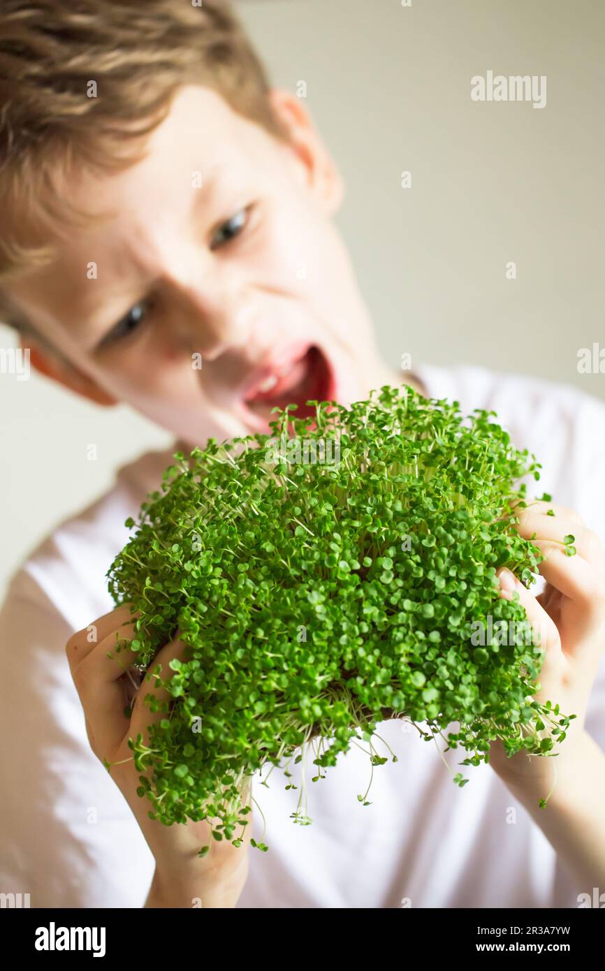 Microgreen sprouts in kids hands Raw sprouts, microgreens, healthy ...