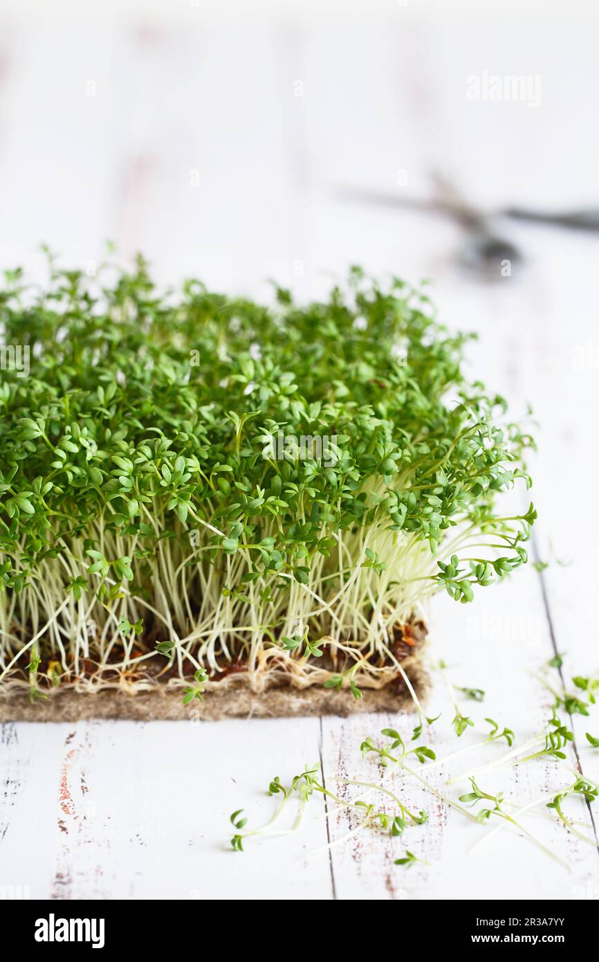Close-up of watercress salad microgreens, green leaves and stems ...