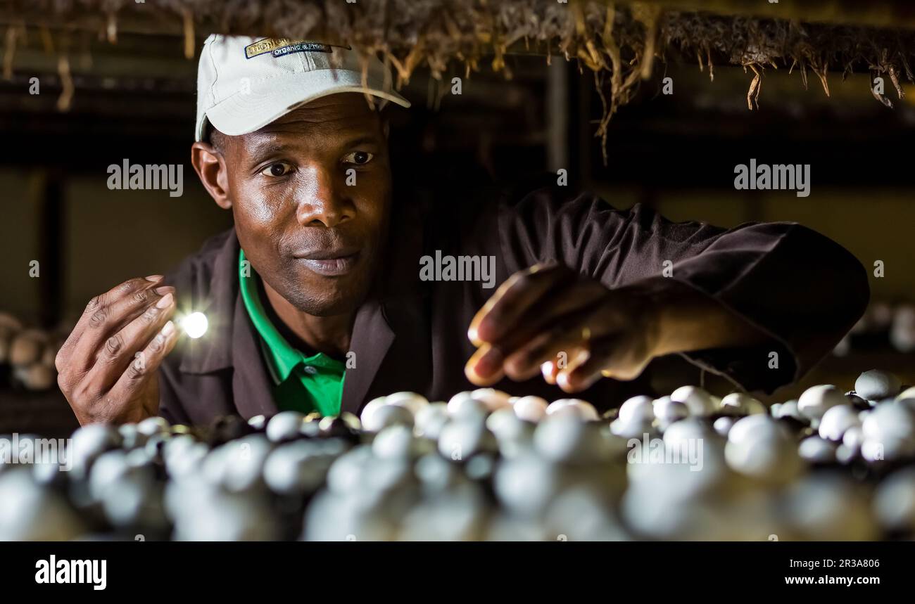 Inside a Commercial Mushroom Farm and packaging facility Stock Photo ...