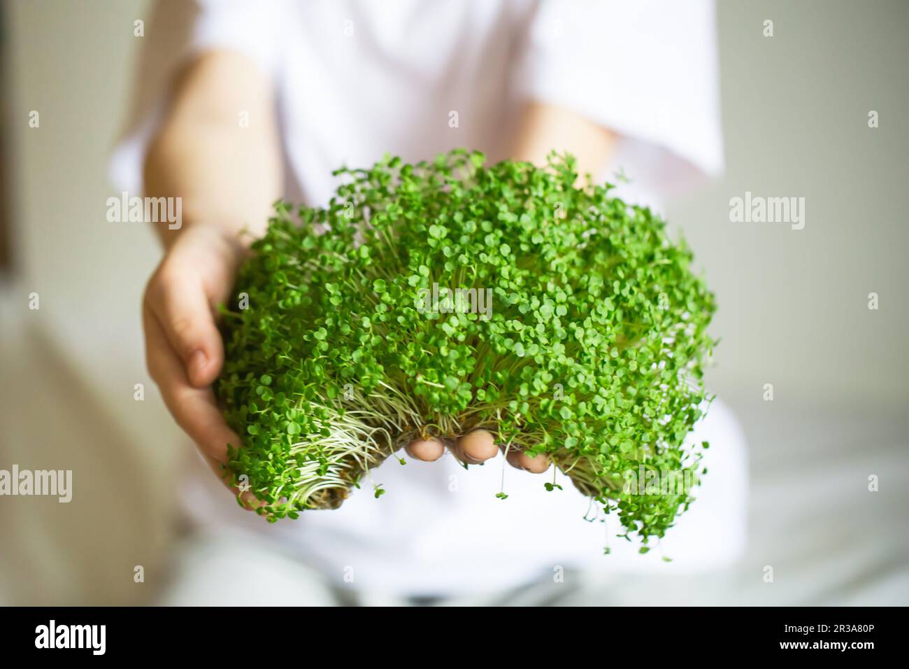 Microgreen sprouts in kids hands Raw sprouts, microgreens, healthy ...