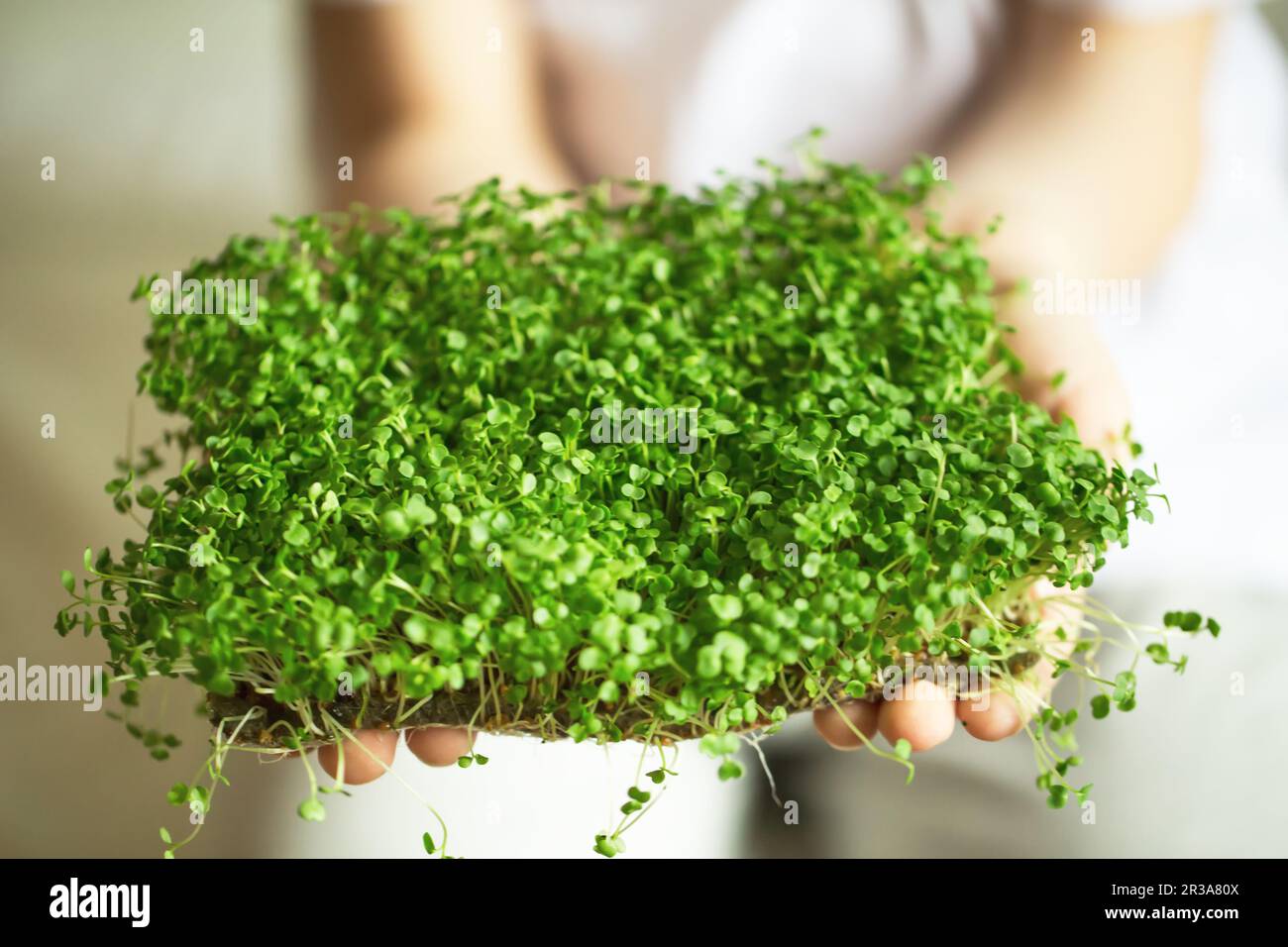 Microgreen sprouts in kids hands Raw sprouts, microgreens, healthy ...