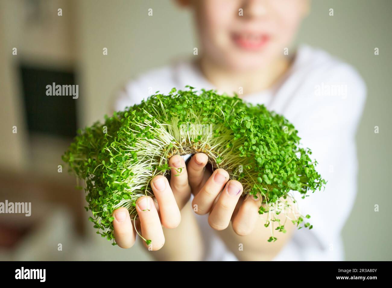 Microgreen sprouts in kids hands Raw sprouts, microgreens, healthy ...