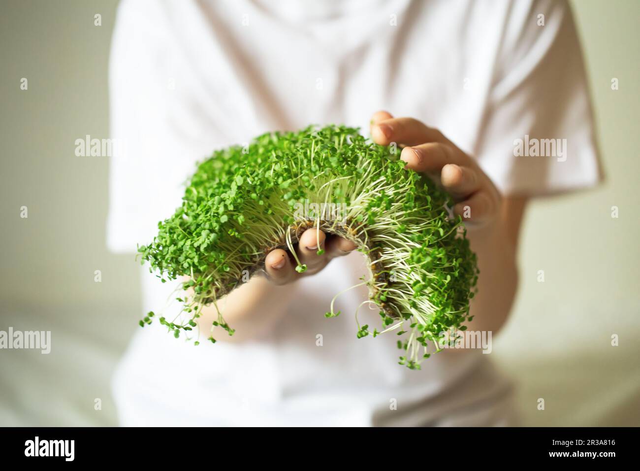 Microgreen sprouts in kids hands Raw sprouts, microgreens, healthy ...