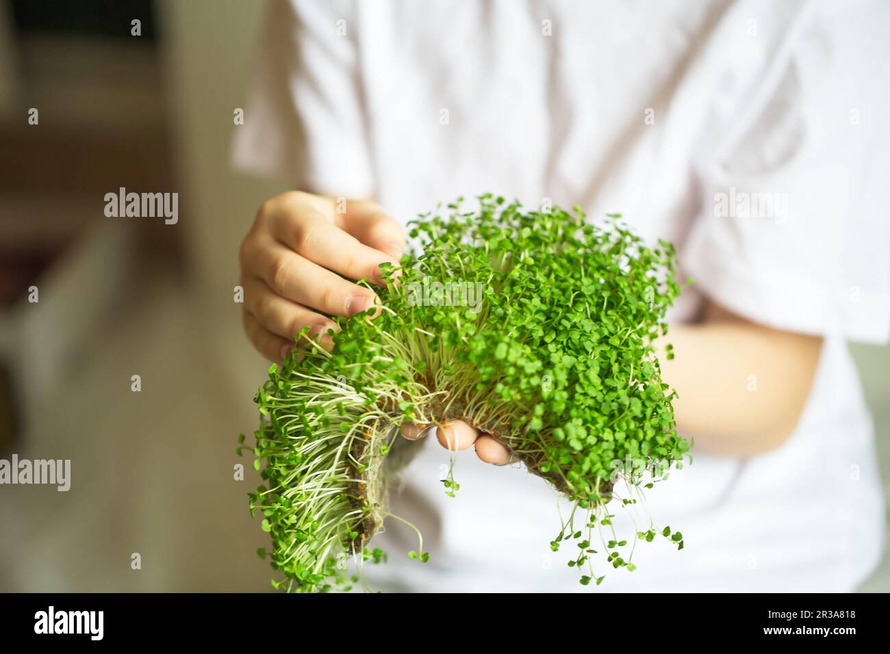 Microgreen sprouts in kids hands Raw sprouts, microgreens, healthy ...