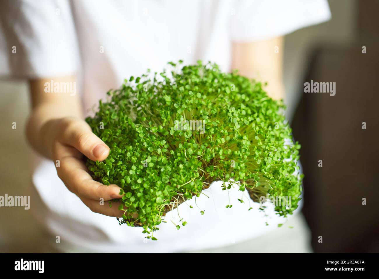 Microgreen sprouts in kids hands Raw sprouts, microgreens, healthy ...