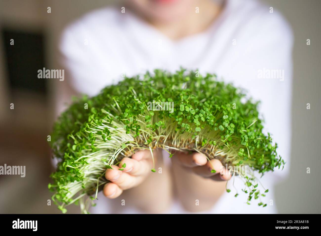 Microgreen sprouts in kids hands Raw sprouts, microgreens, healthy ...